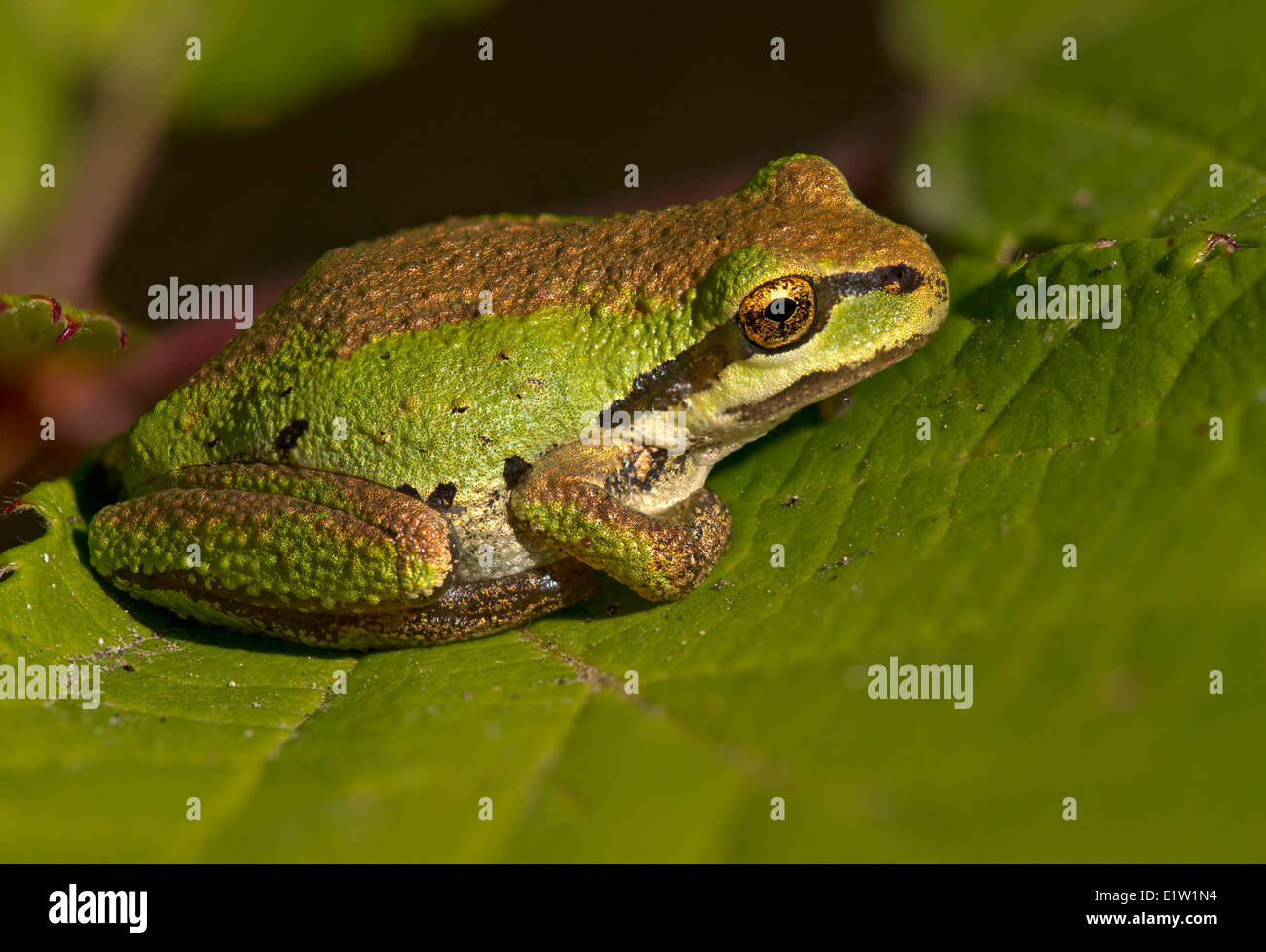 Pacific Tree Frog (Pseudacris regilla) - Saanich BC, Canada Stock Photo ...