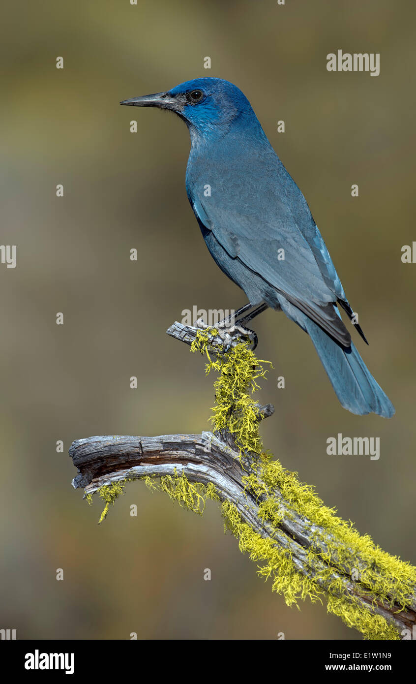 Pinyon Jay (Gymnorhinus cyanocephalus) - Deschutes National Forest ...