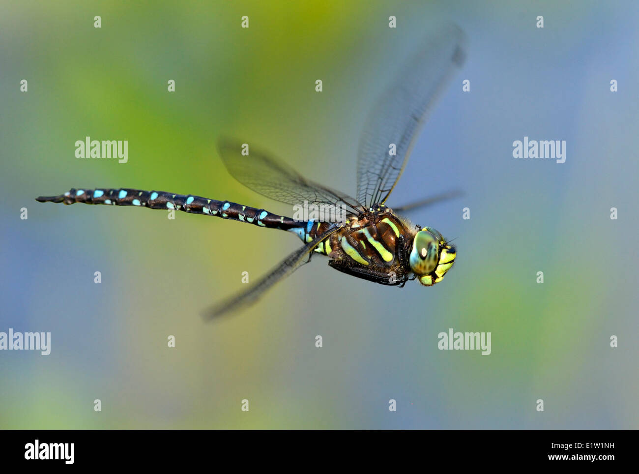 Sedge Darner (Aeshna juncea) - 9 km Bog, Mount Washington BC, Canada ...