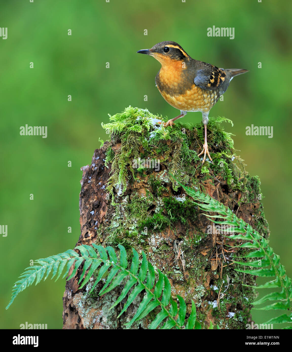 Varied Thrush Juvenile