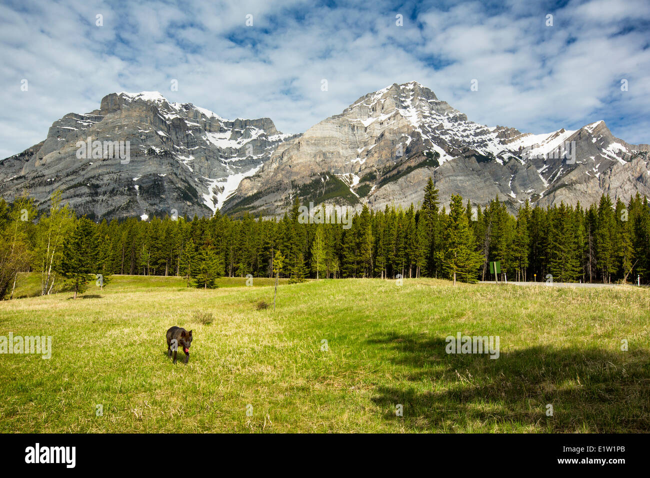 Wolf, Wedge Pond, Kananaskis Provincial Park, Alberta, Canada Stock ...