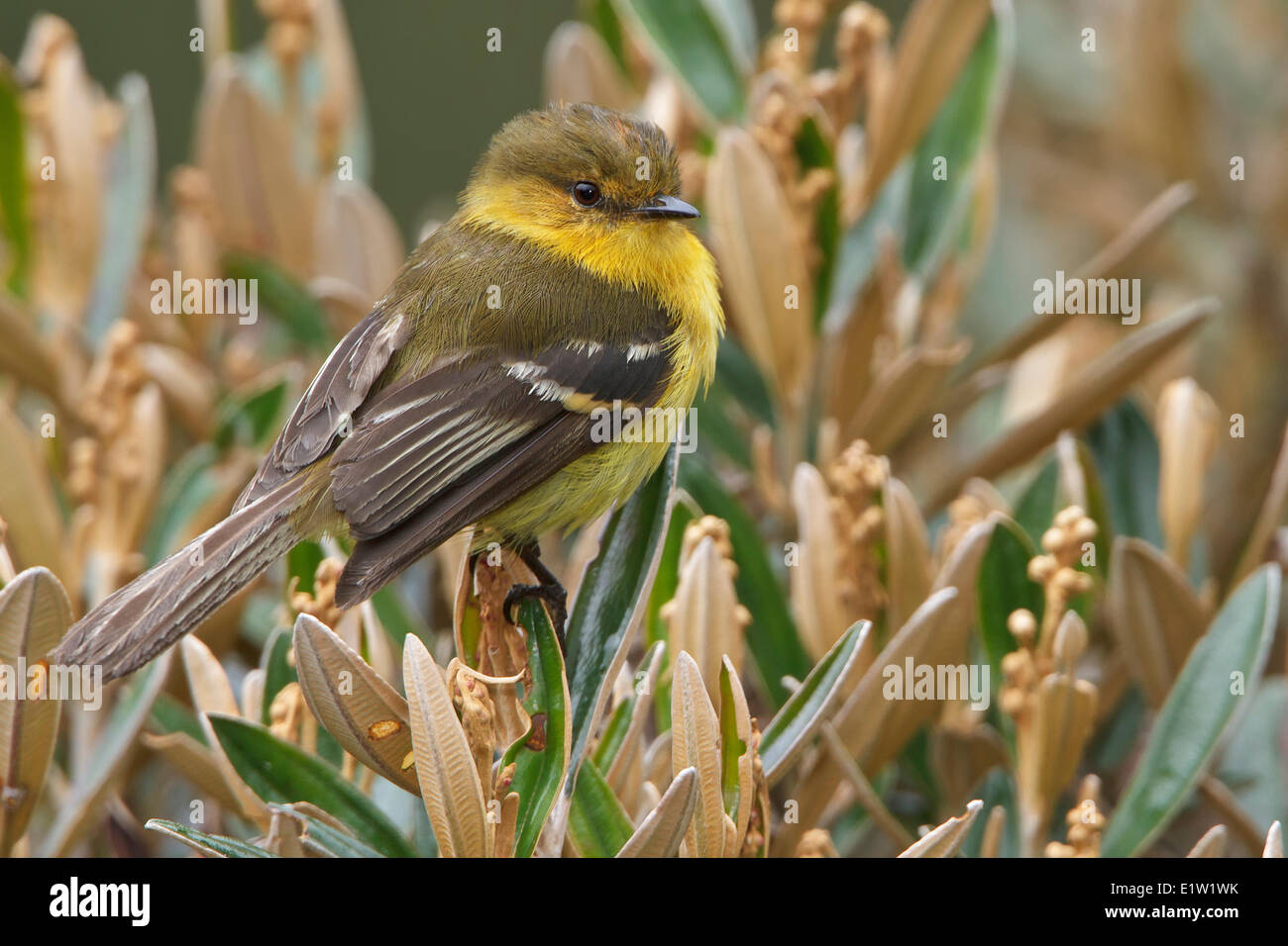 Ochraceous-breasted Flycatcher (Myiophobus ochraceiventris) perched on ...