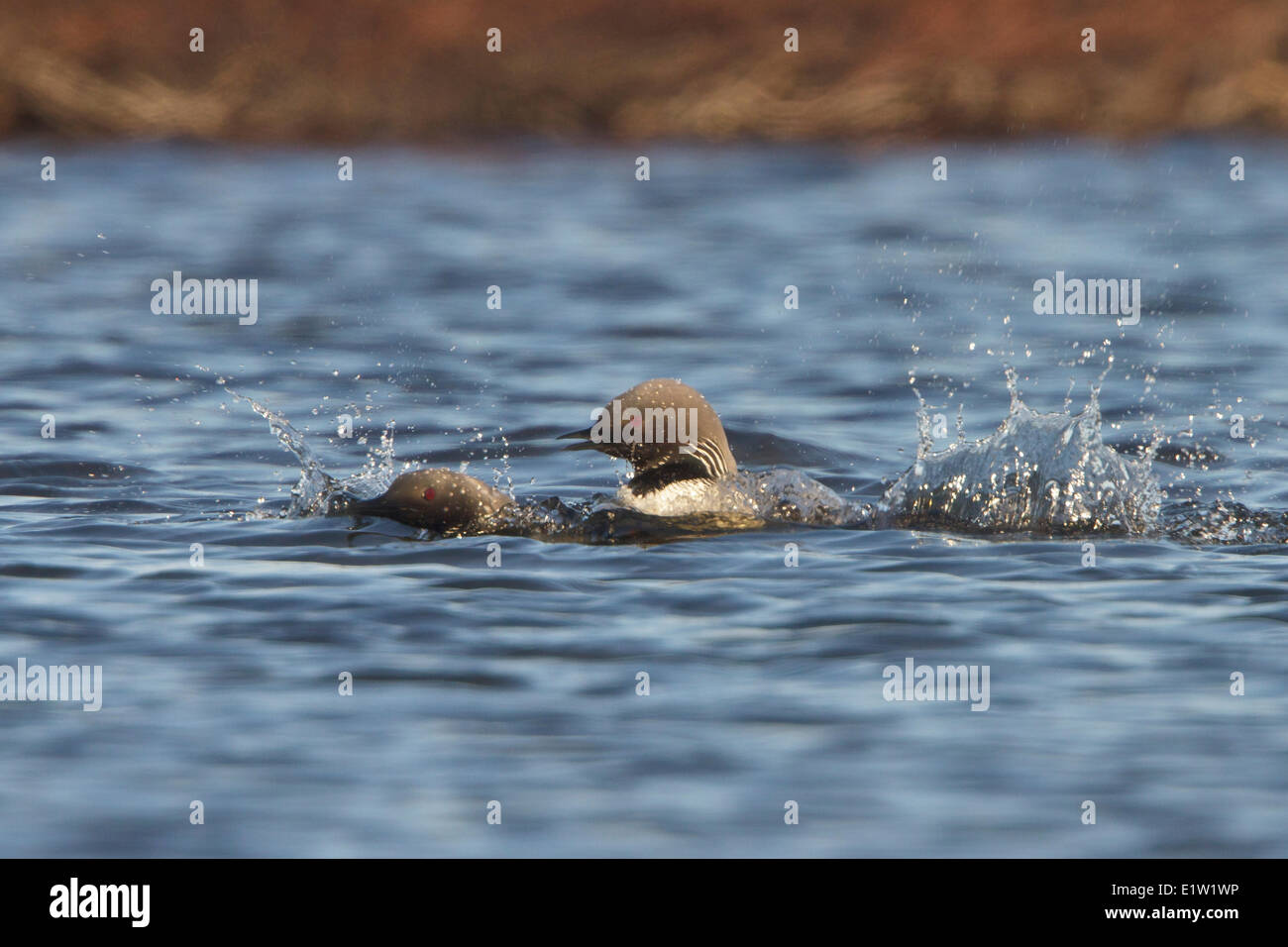 Pacific Loon, Gavia pacifica, displaying their breeding rituals on a ...