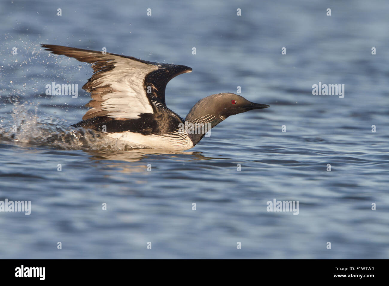 Pacific Loon, Gavia pacifica, displaying their breeding rituals on a ...