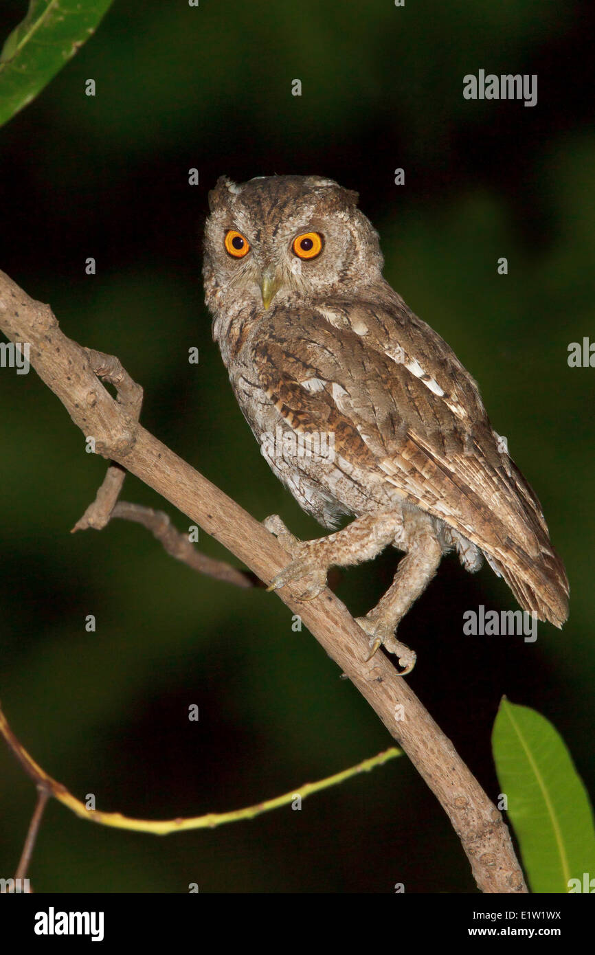 Pacific Screech Owl (Megascops cooperi) perched on a branch in Costa ...
