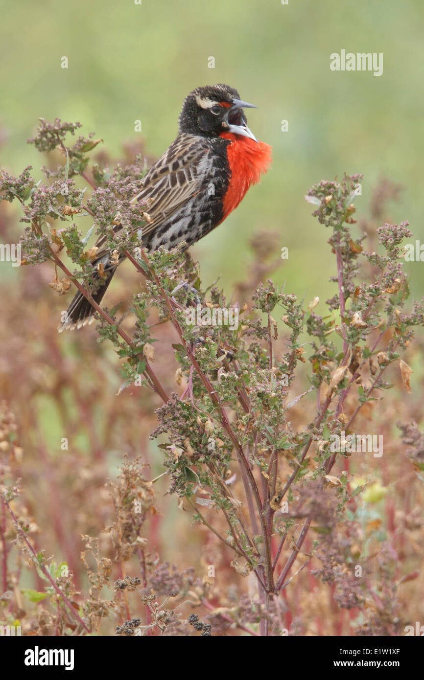Peruvian Meadowlark (Sturnella bellicosa) perched on a branch in Peru ...