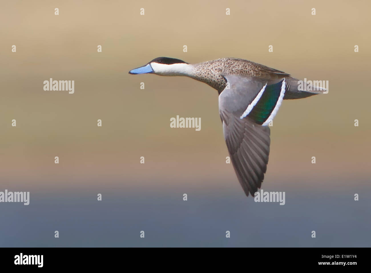 Puna Teal (Anas puna) flying in Peru Stock Photo - Alamy