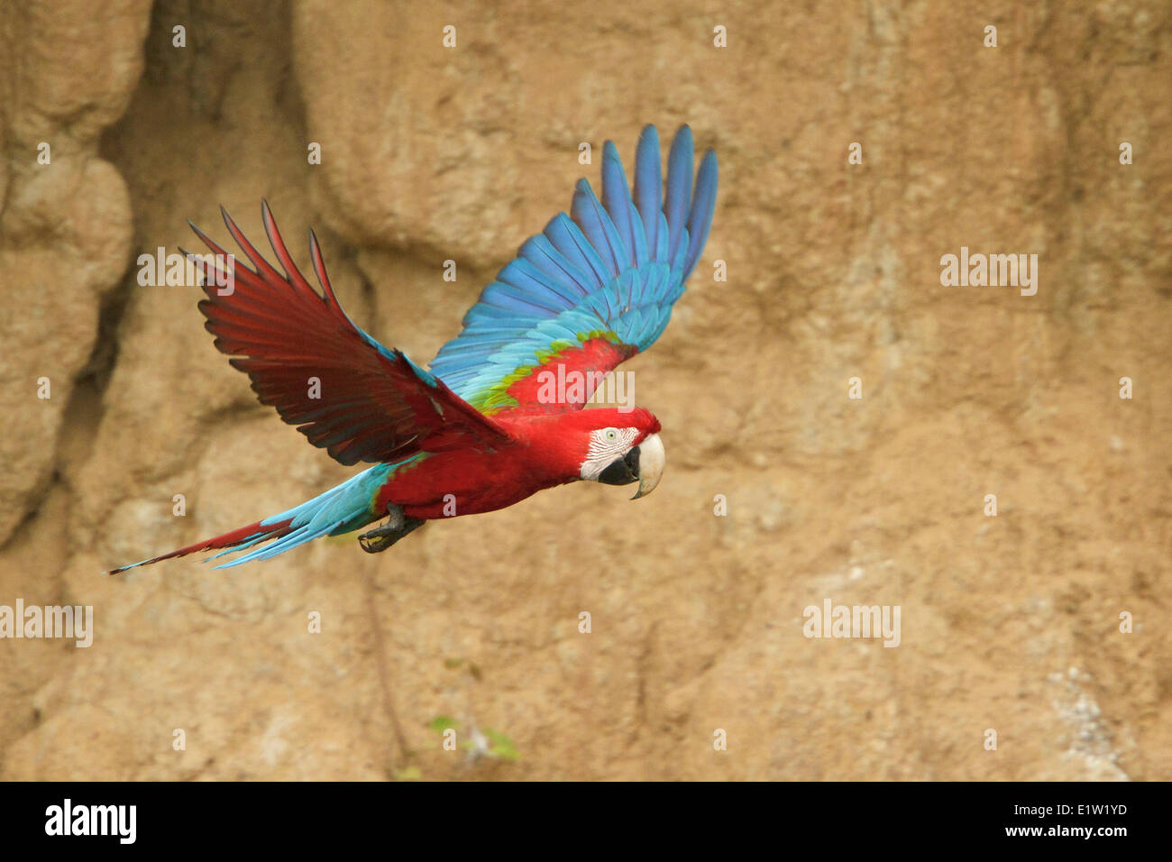 Red-and-green Macaw (Ara chloroptera) flying in Peru Stock Photo - Alamy