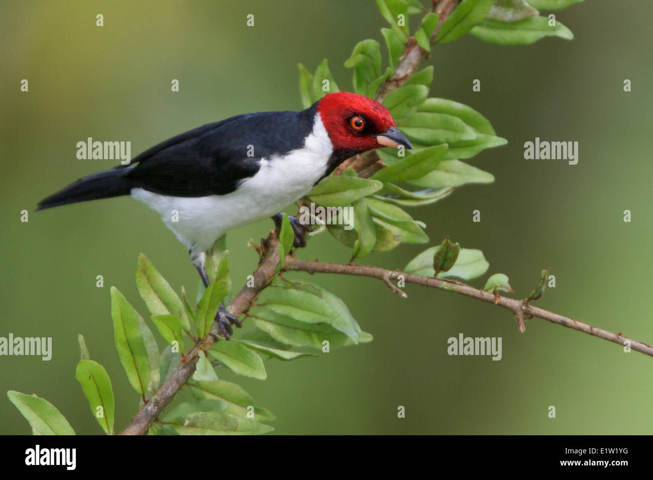 Red-capped Cardinal (Paroaria gularis) perched on a branch in Peru ...