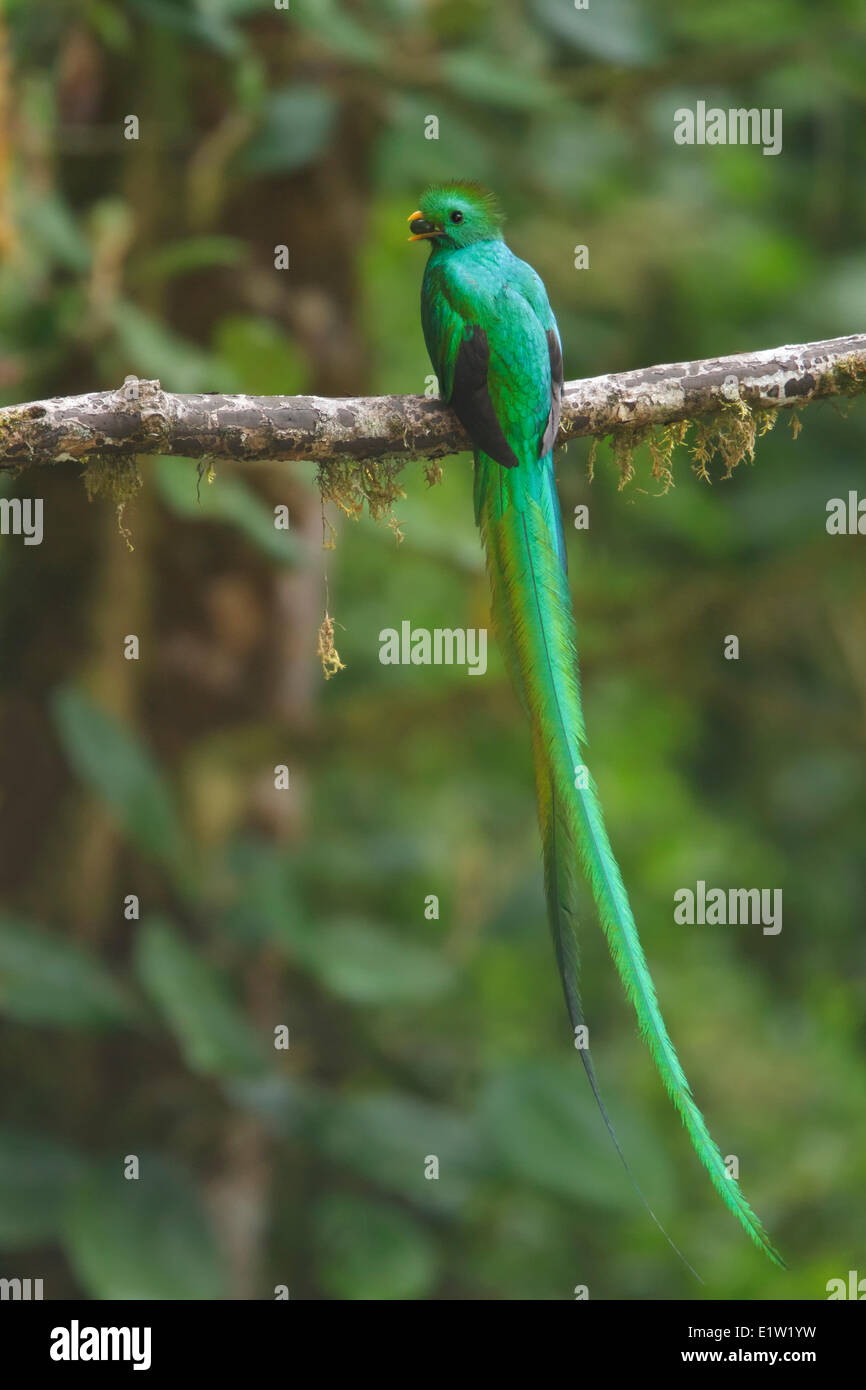 Quetzal Bird Feathers