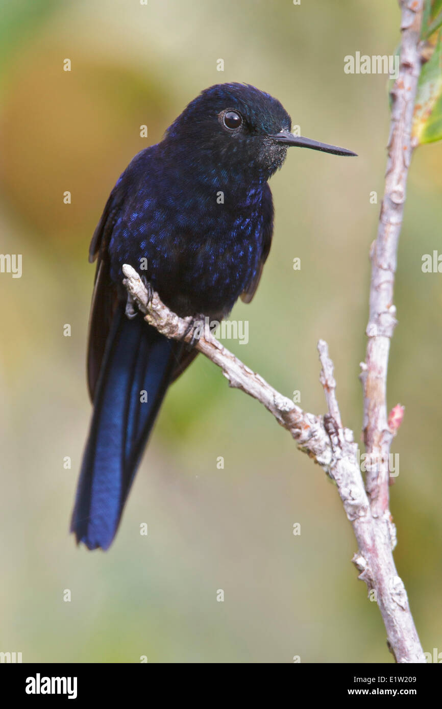 Royal Sunangel (Heliangelus regalis) perched on a branch in Peru Stock ...