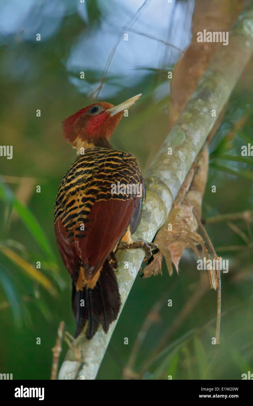 Celeus spectabilis hi-res stock photography and images - Alamy