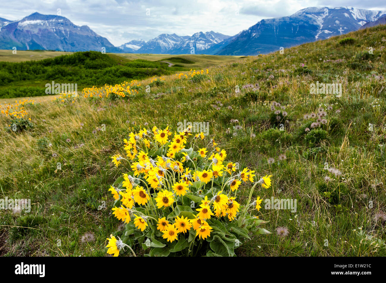 Field of Arrowleaf Balsam Root, (Balsamorbiza sagittata), Waterton ...