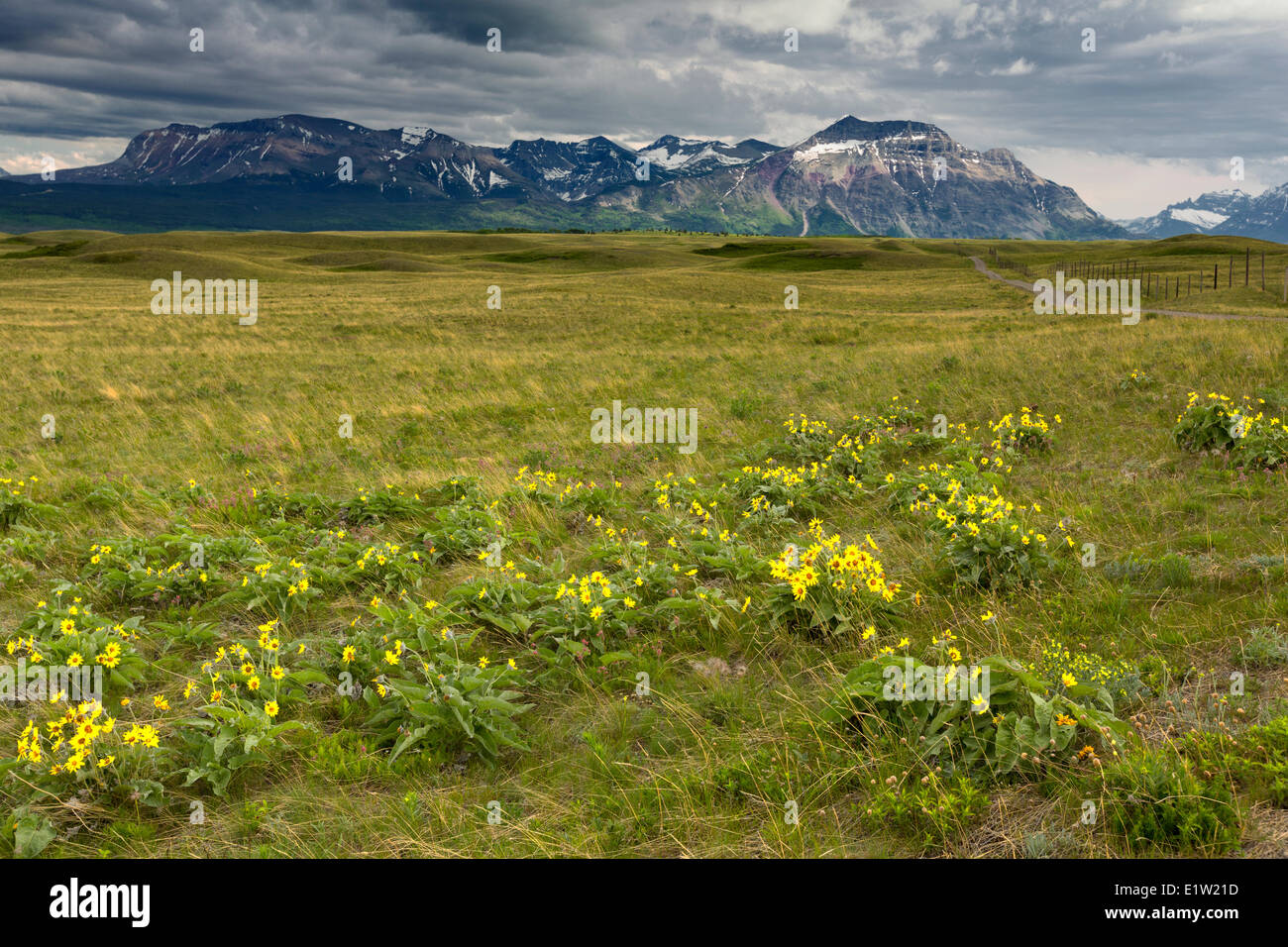 Field of Arrowleaf Balsam Root, (Balsamorbiza sagittata), Waterton ...