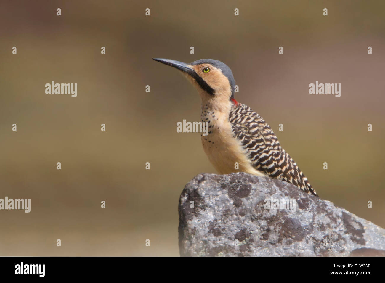 Rupicola hi-res stock photography and images - Alamy