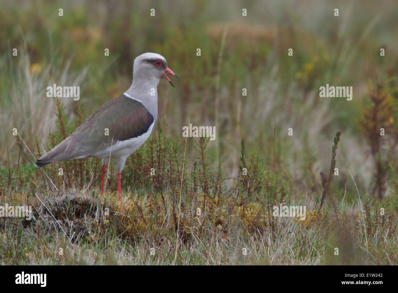 Andean Lapwing (Vanellus resplendens) perched on the ground in the ...
