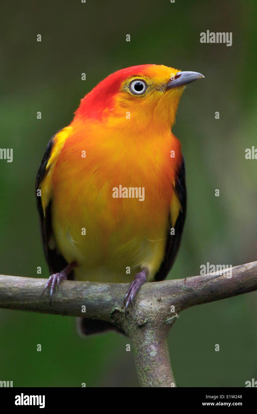 Band tailed manakin hi-res stock photography and images - Alamy