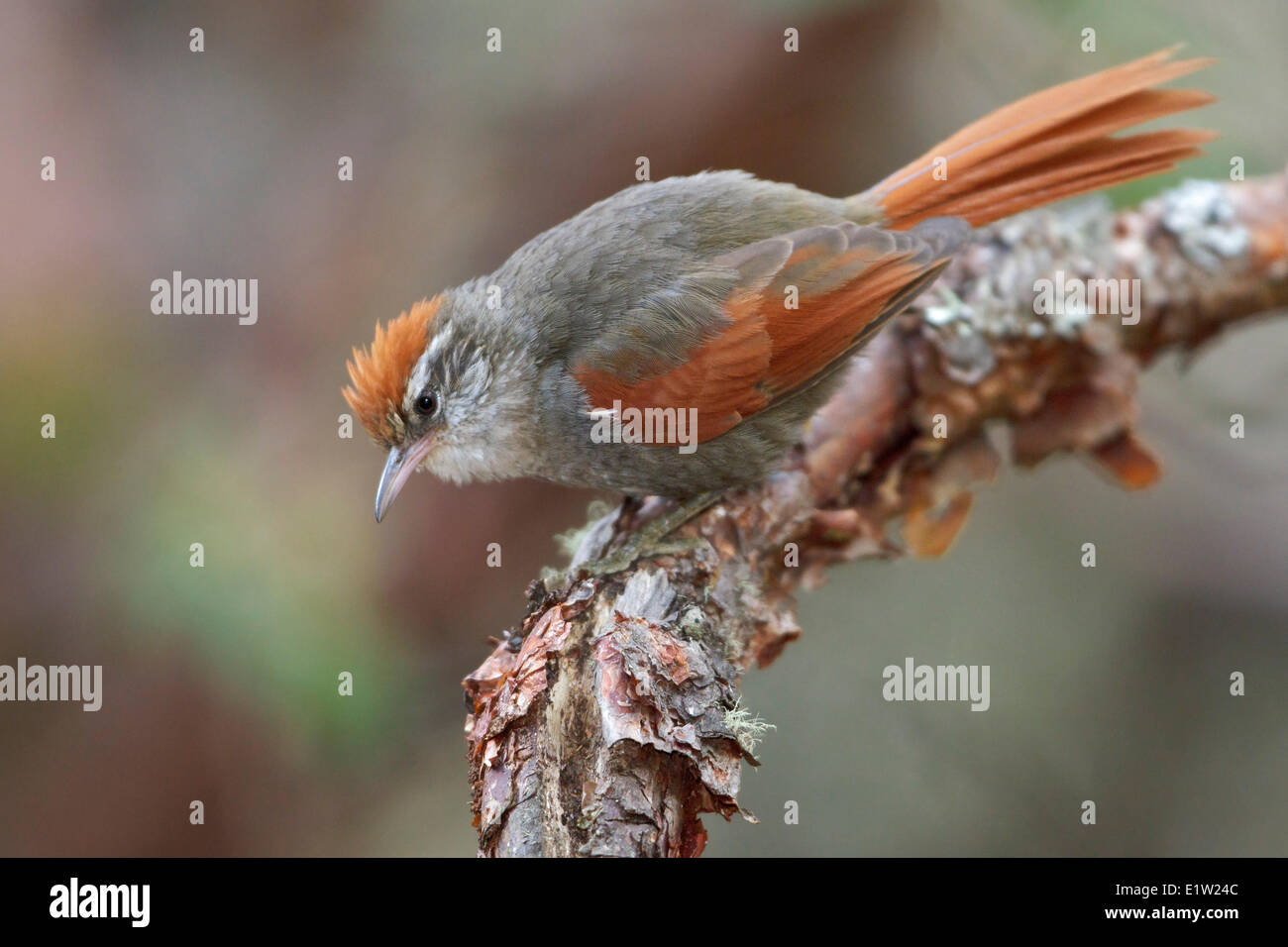 Spinetail hi-res stock photography and images - Alamy