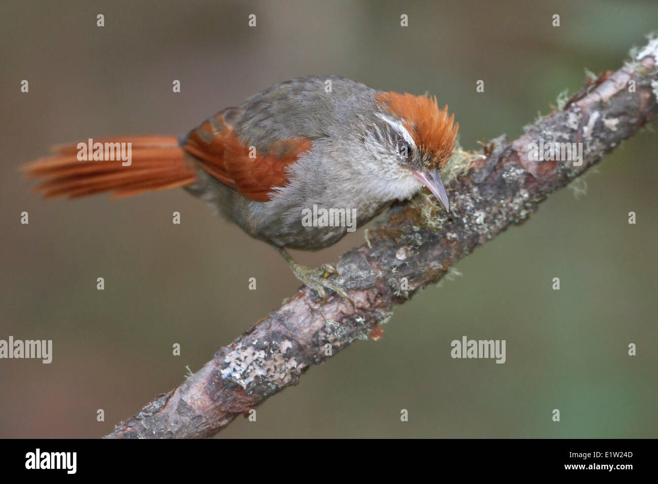 Spinetail hi-res stock photography and images - Alamy