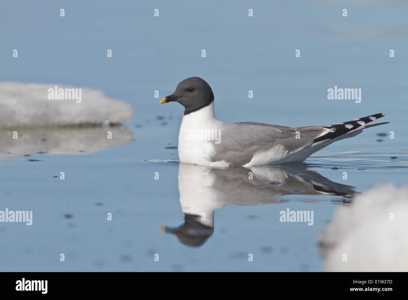Sabine's Gull (Xema sabini) in the Hudson's Bay in Churchill, Mantoba ...
