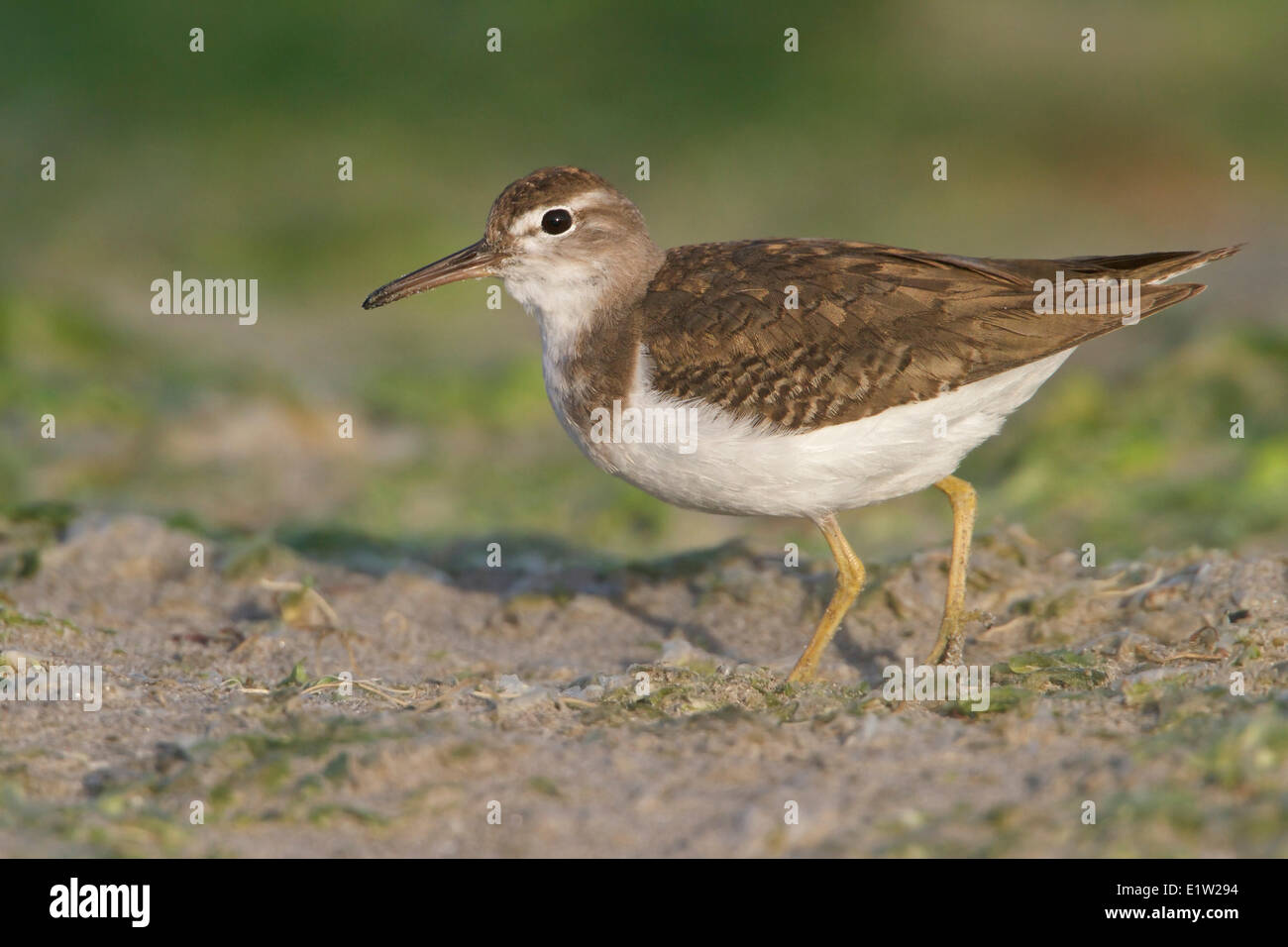 Spotted Sandpiper (Actitis macularia) feeding along the beach in Peru ...