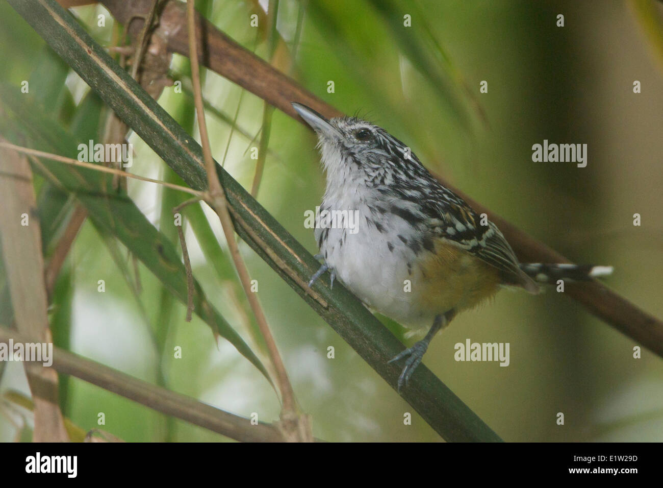Striated Antbird (Drymophila devillei) perched on a branch in Peru ...