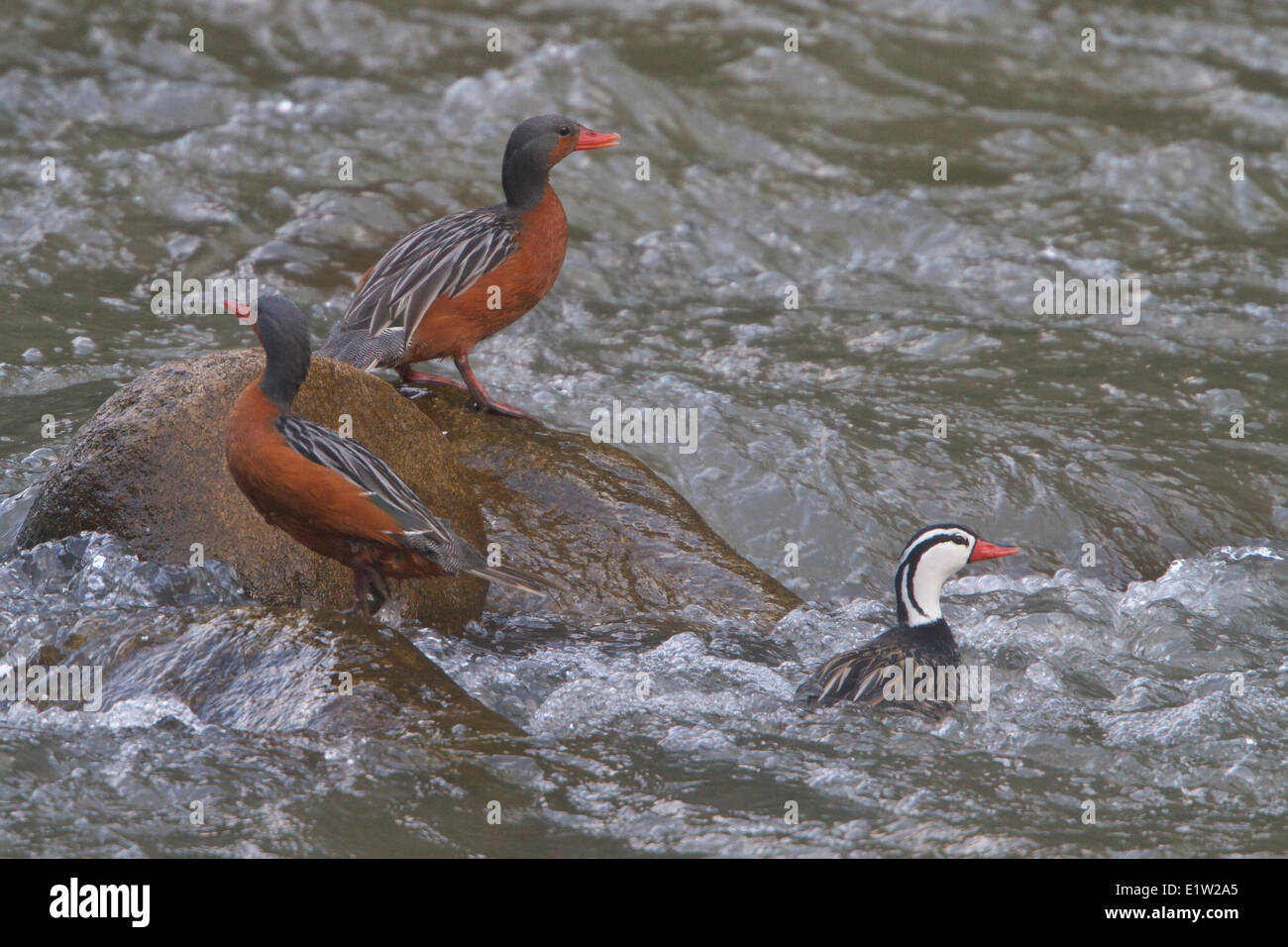 Torrent duck perched on rock hi-res stock photography and images - Alamy