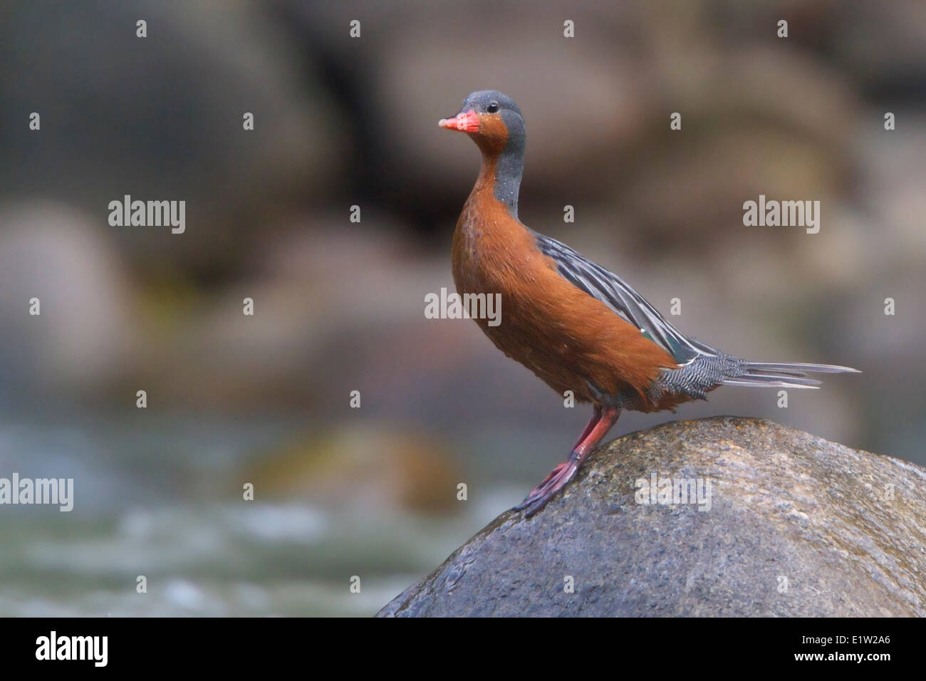 Duck river hi-res stock photography and images - Alamy
