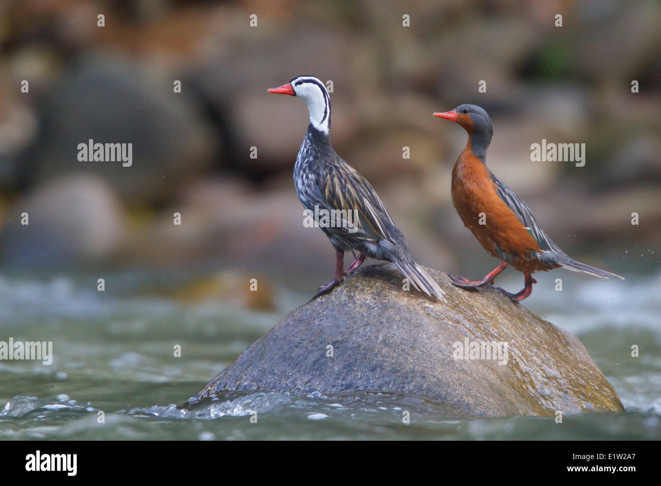 Torrent duck perched on rock hi-res stock photography and images - Alamy