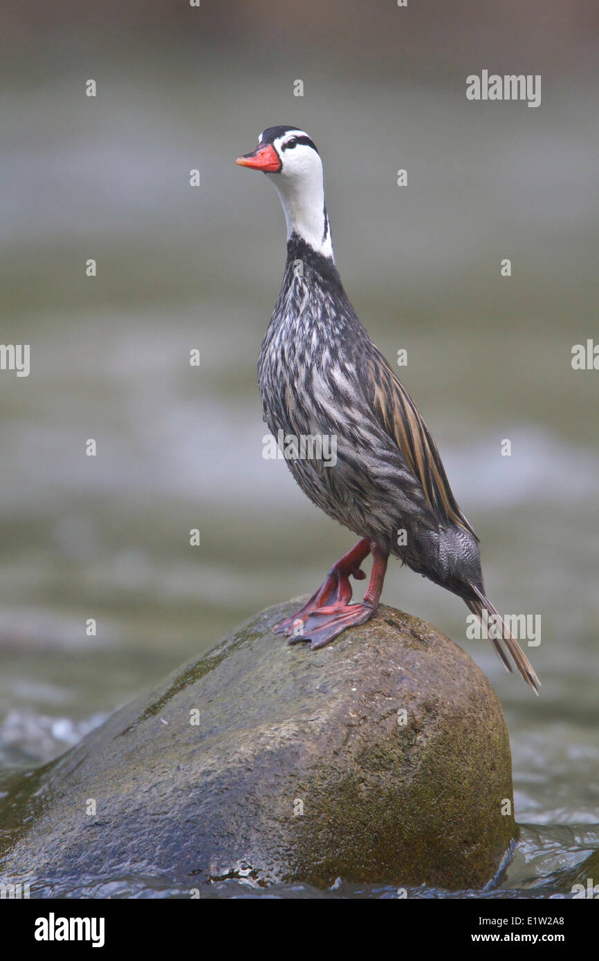Side On View Of Duck High Resolution Stock Photography and Images - Alamy