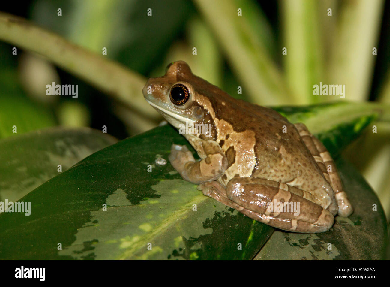 Green tree frog on a leaf hi-res stock photography and images - Alamy