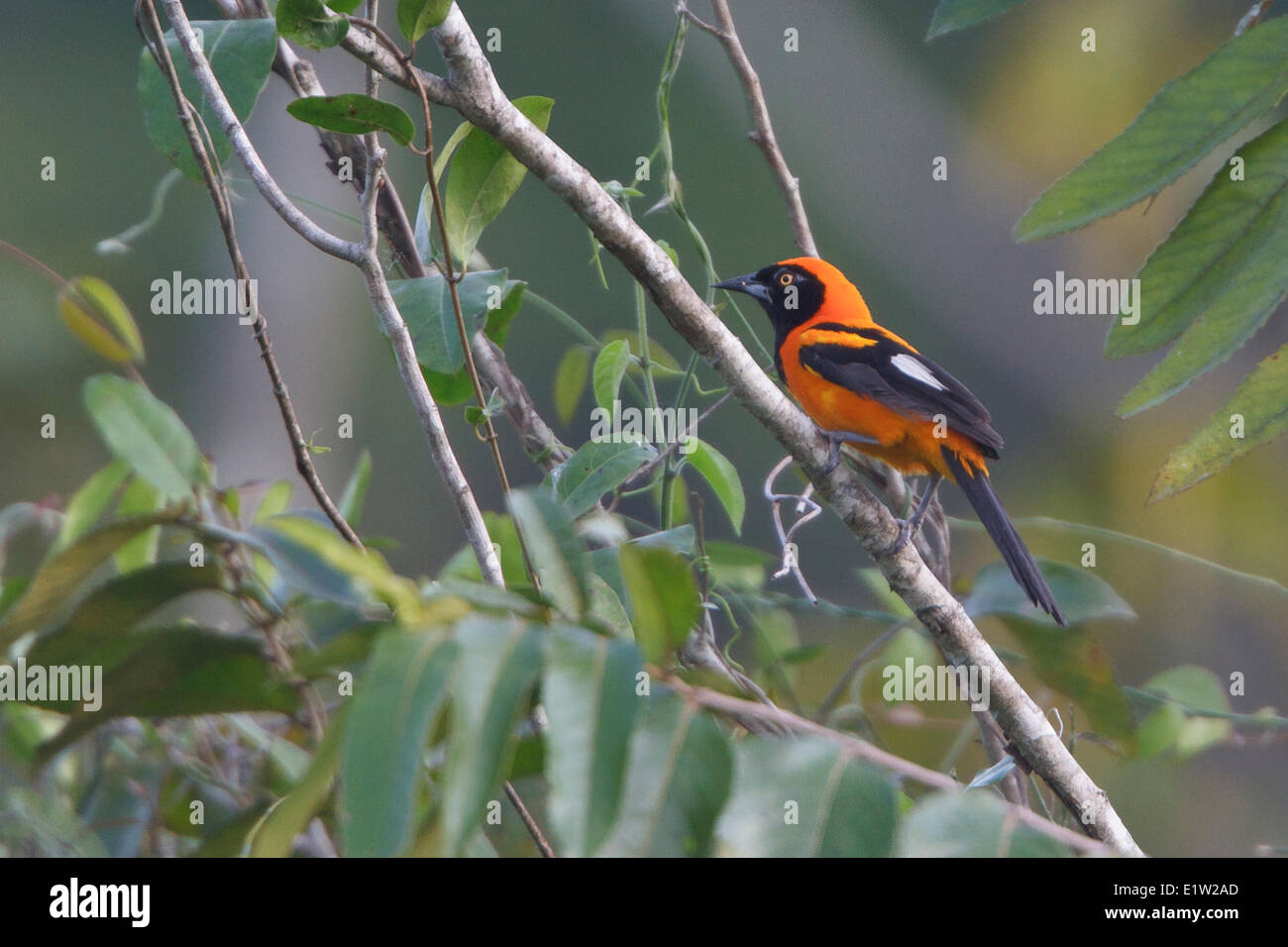 Icterus hi-res stock photography and images - Alamy