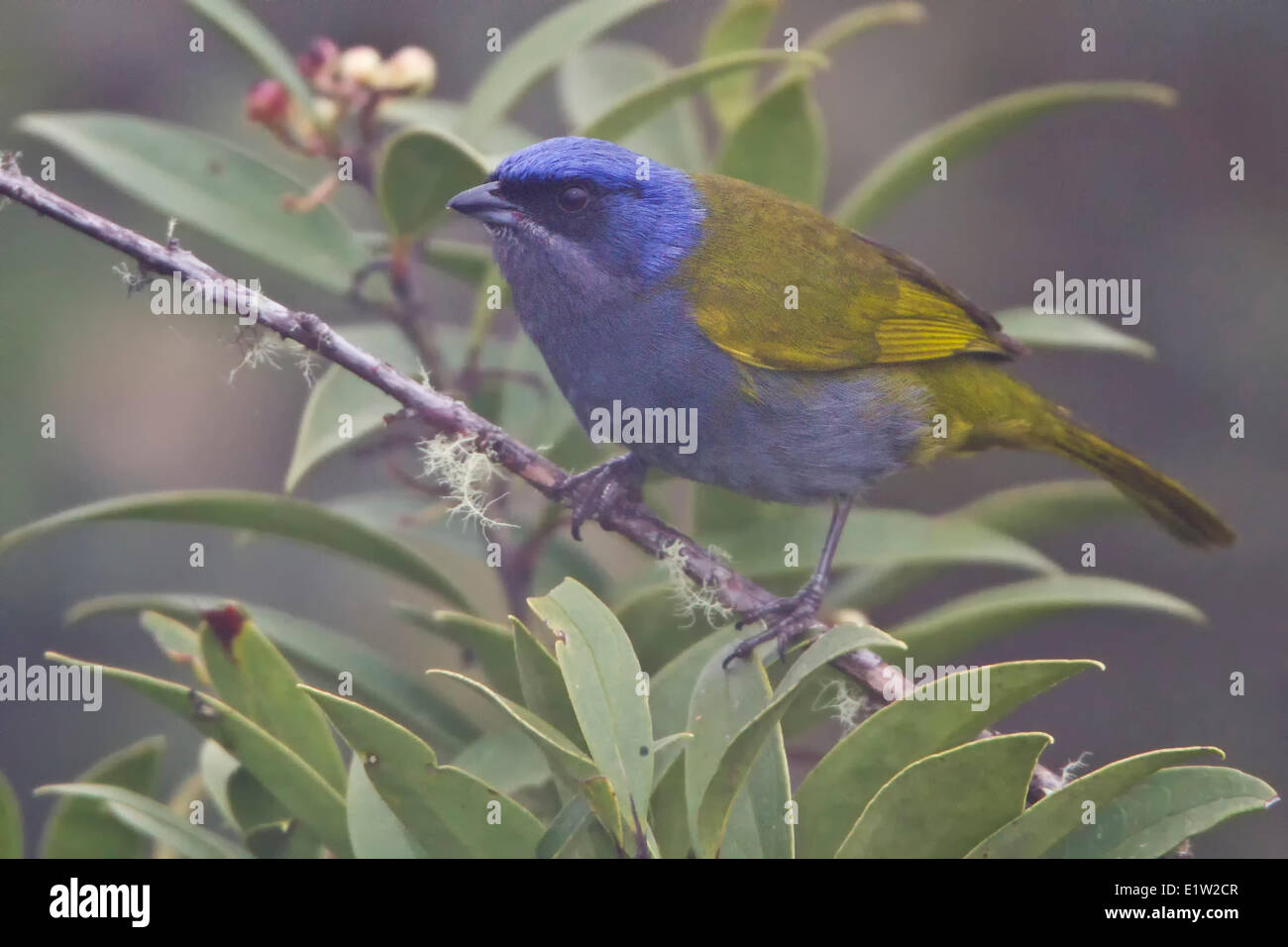 Blue capped tanager thraupis cyanocephala perched hi-res stock ...