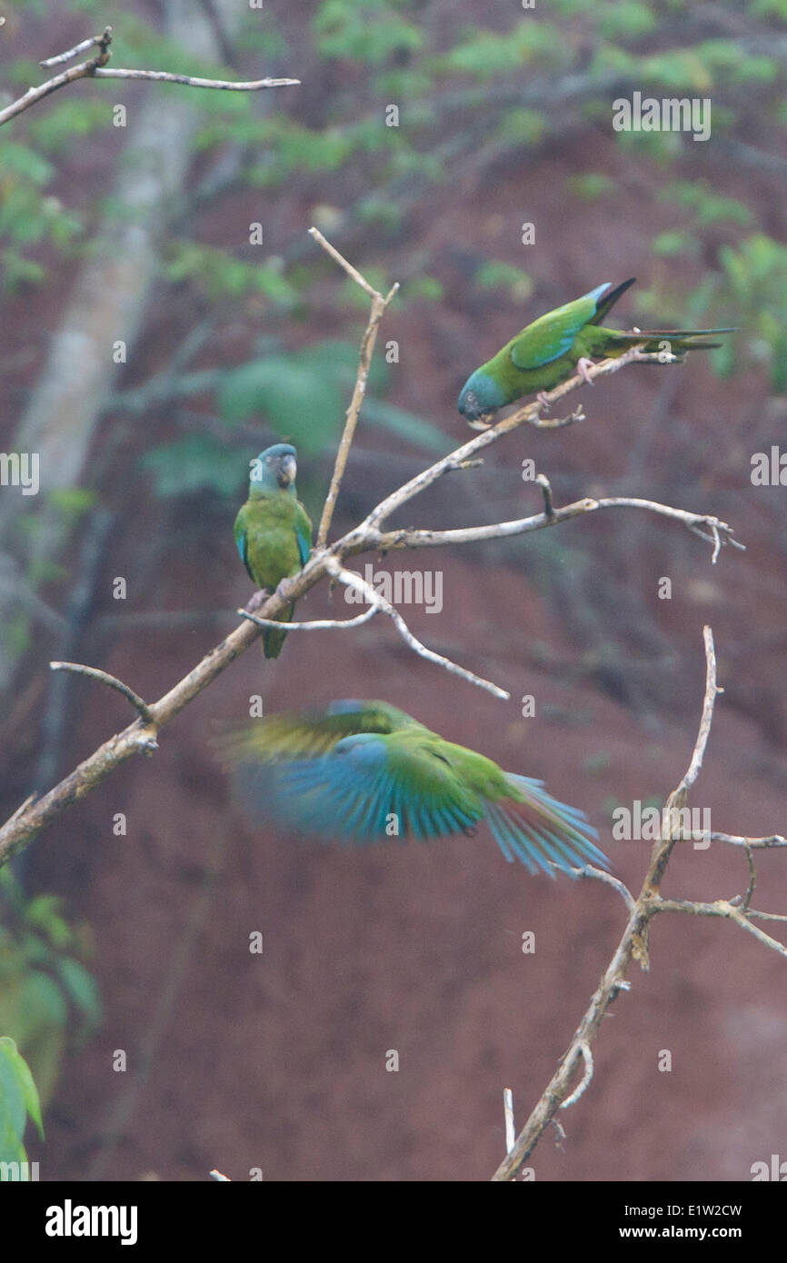 Blue headed macaw hi-res stock photography and images - Alamy