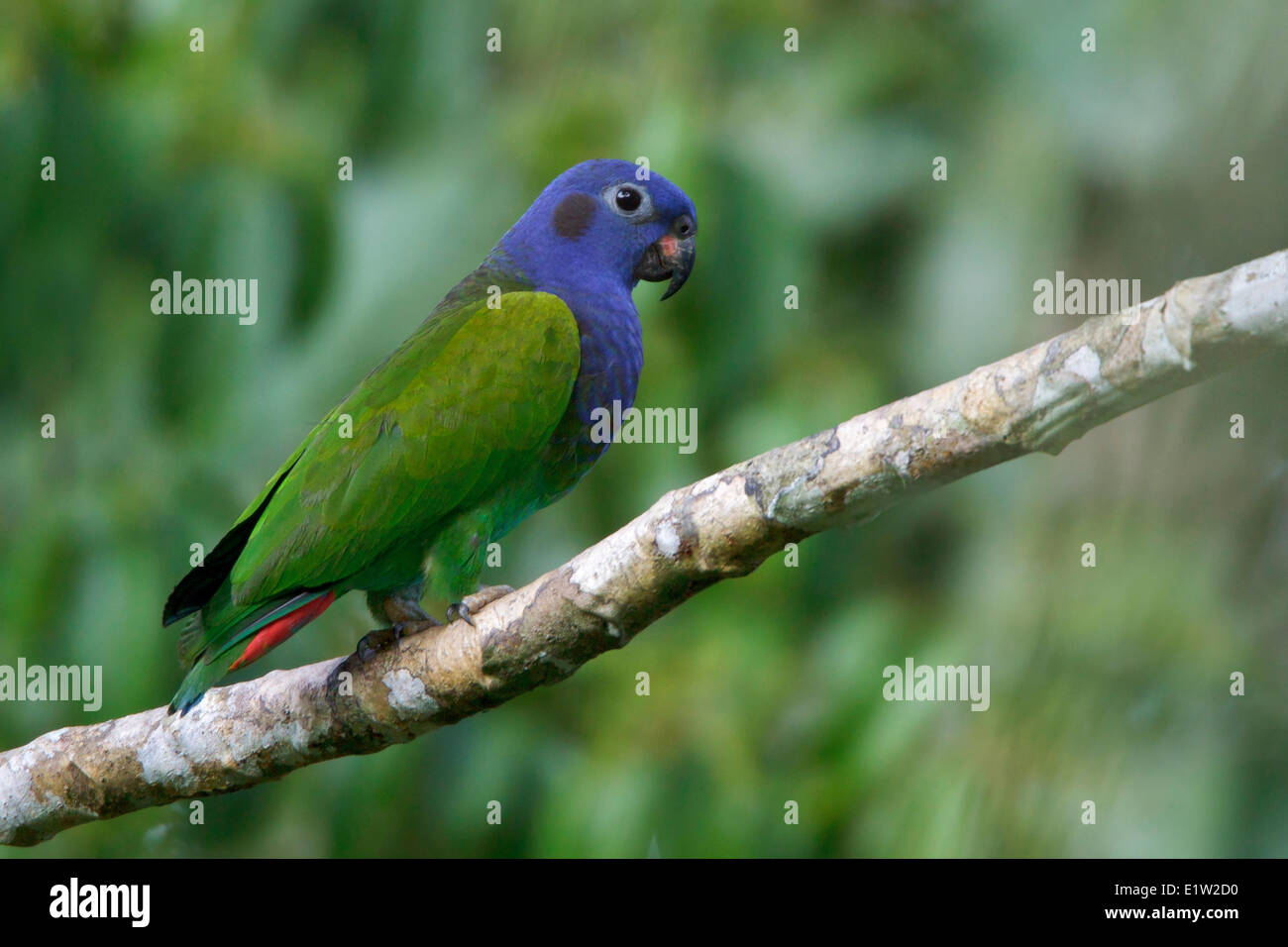 Blue-headed Parrot (Pionus menstruus) perched on a branch in Peru Stock ...