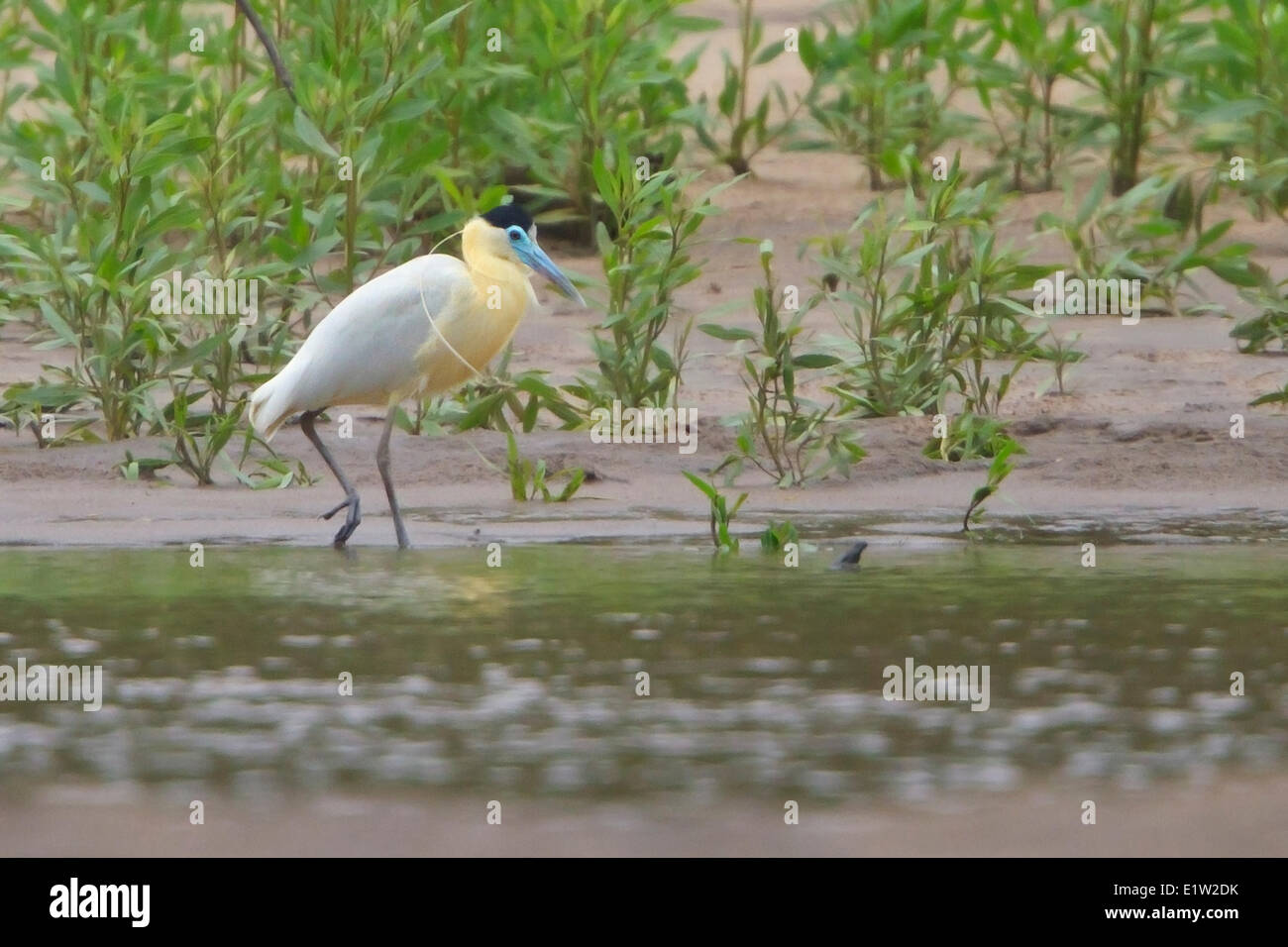 Capped Heron (Pilherodius pileatus) feeding along the shoreline in Peru ...