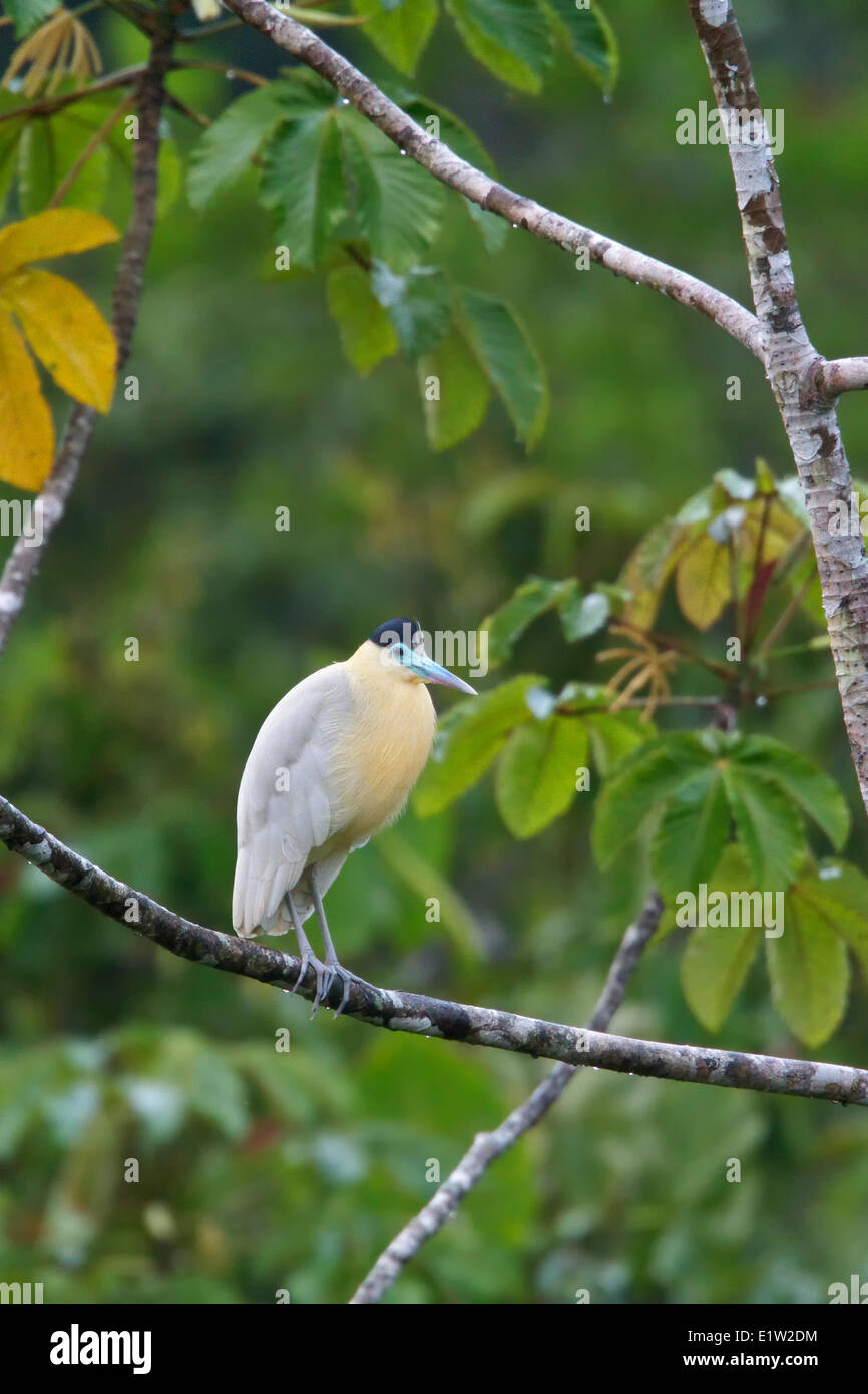 Capped Heron (Pilherodius pileatus) perched on a branch in Ecuador ...