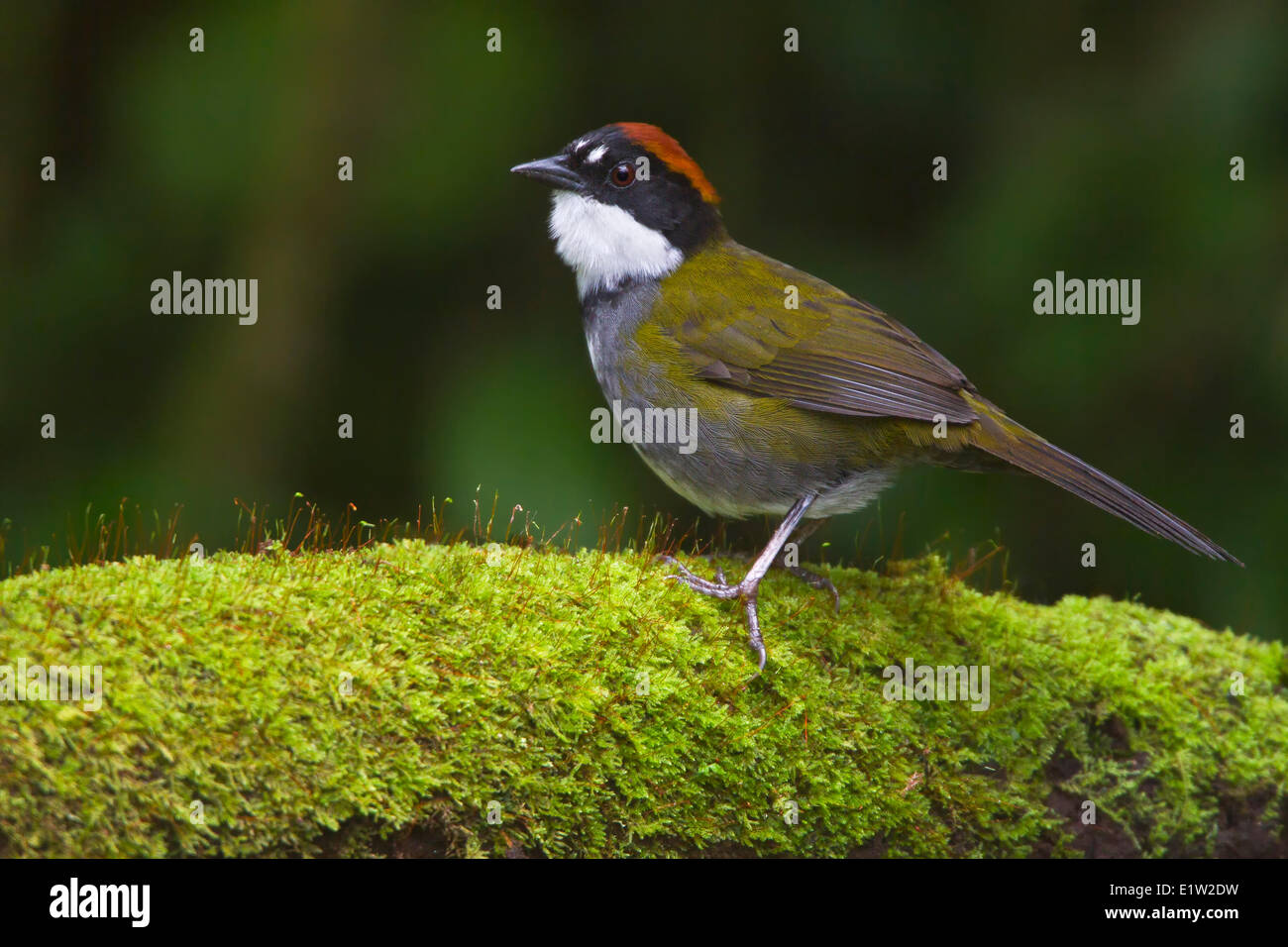Chestnut capped brush finch hi-res stock photography and images - Alamy