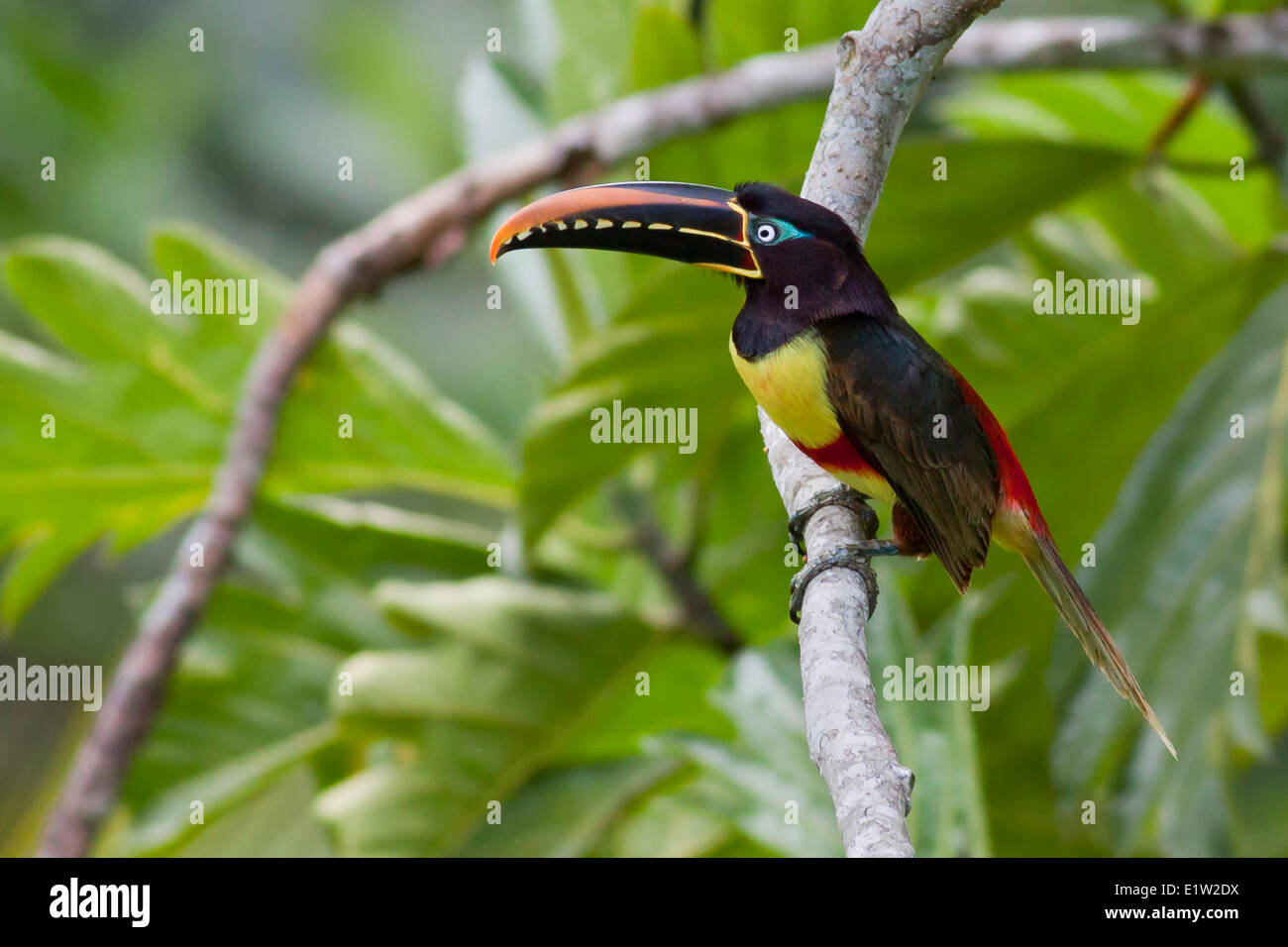 Chestnut Eared Aracari