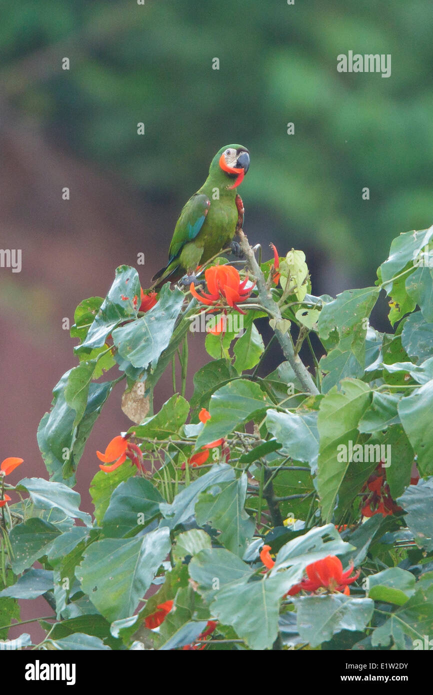 Chestnut-fronted Macaw (Ara severa) perched on a branch in Peru Stock ...