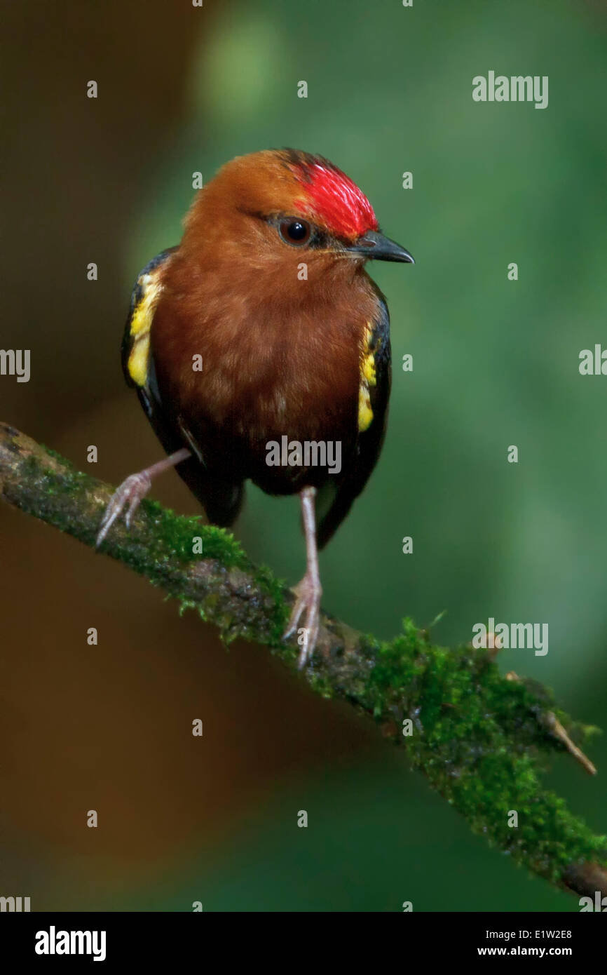 Club-winged Manakin (Machaeropterus deliciosus) perched on a branch in ...