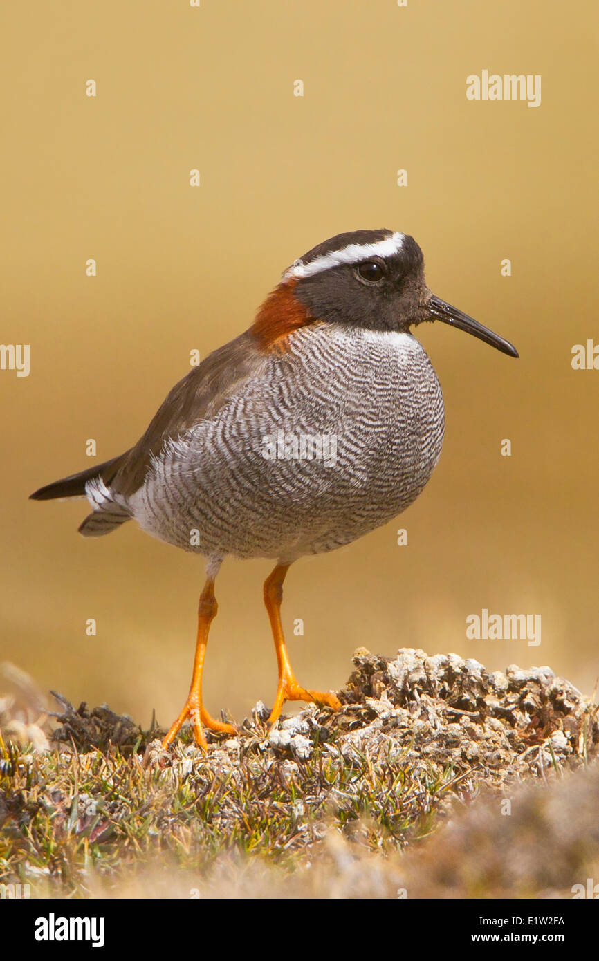 Diademed Sandpiper-Plover (Phegornis mitchellii) perched on the ground ...