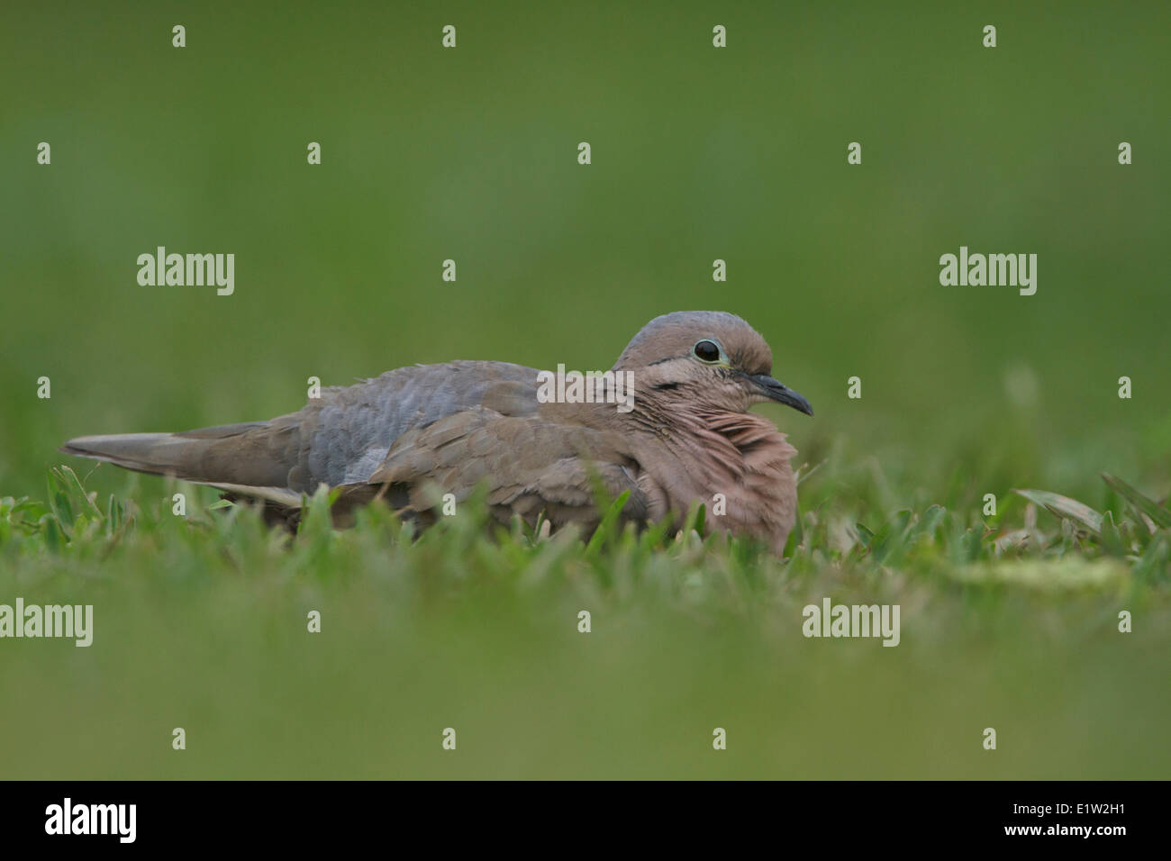 West peruvian dove hi-res stock photography and images - Alamy