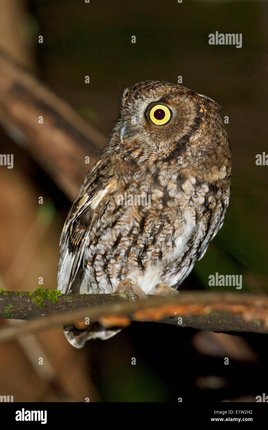Western Screech Owl, Megascops kennicottii Stock Photo - Alamy