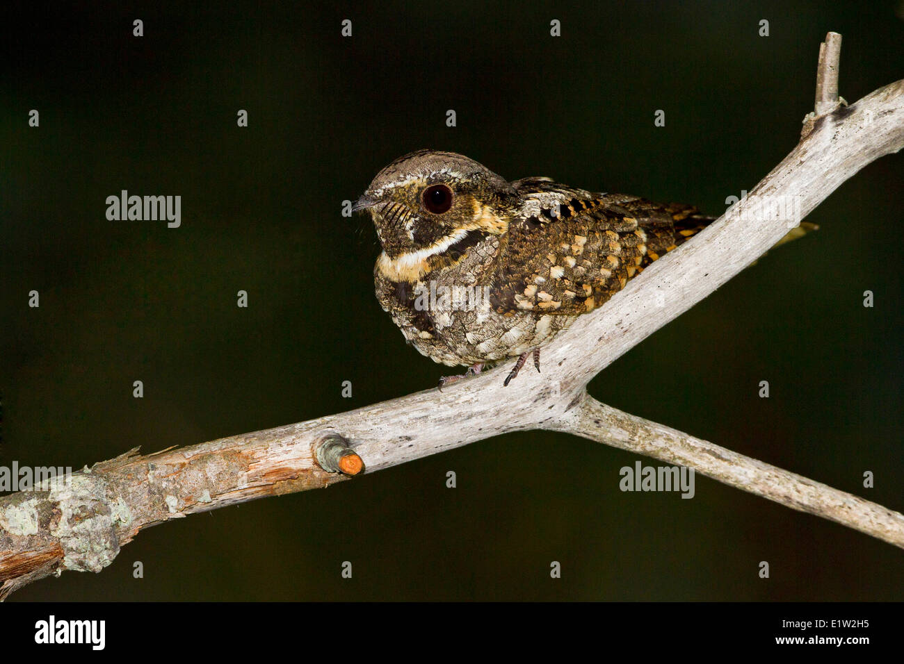 Whip poor will hi-res stock photography and images - Alamy