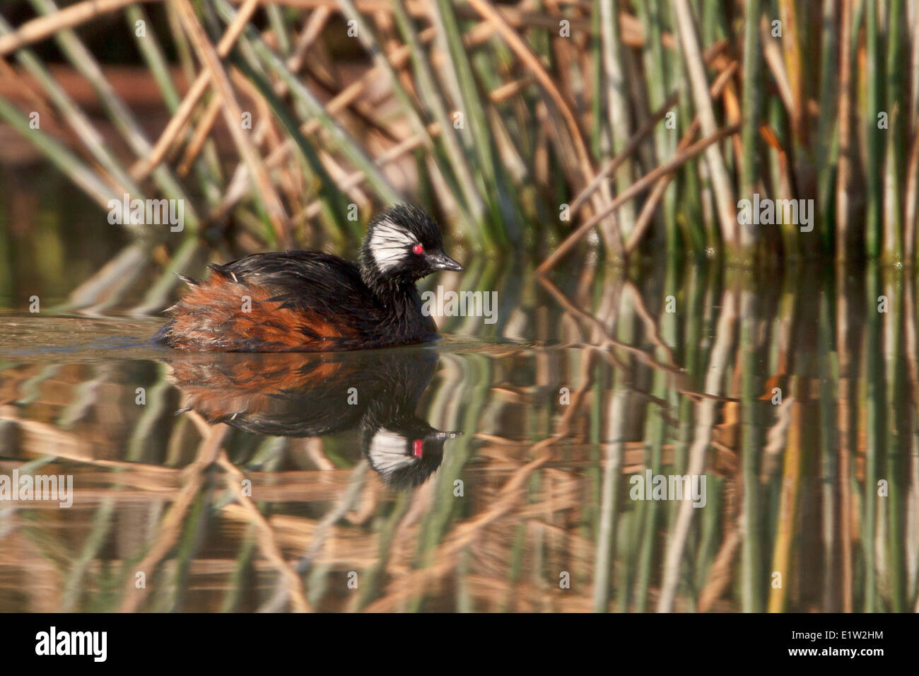 White-tufted Grebe (Rollandia rolland) in a wetland in Peru Stock Photo ...