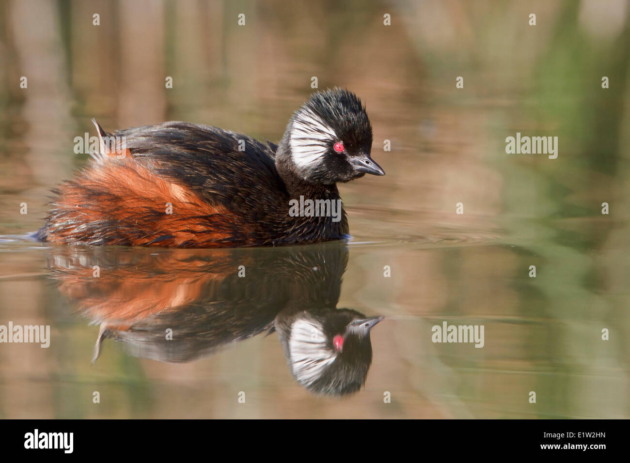 White-tufted Grebe (Rollandia rolland) in a wetland in Peru Stock Photo ...