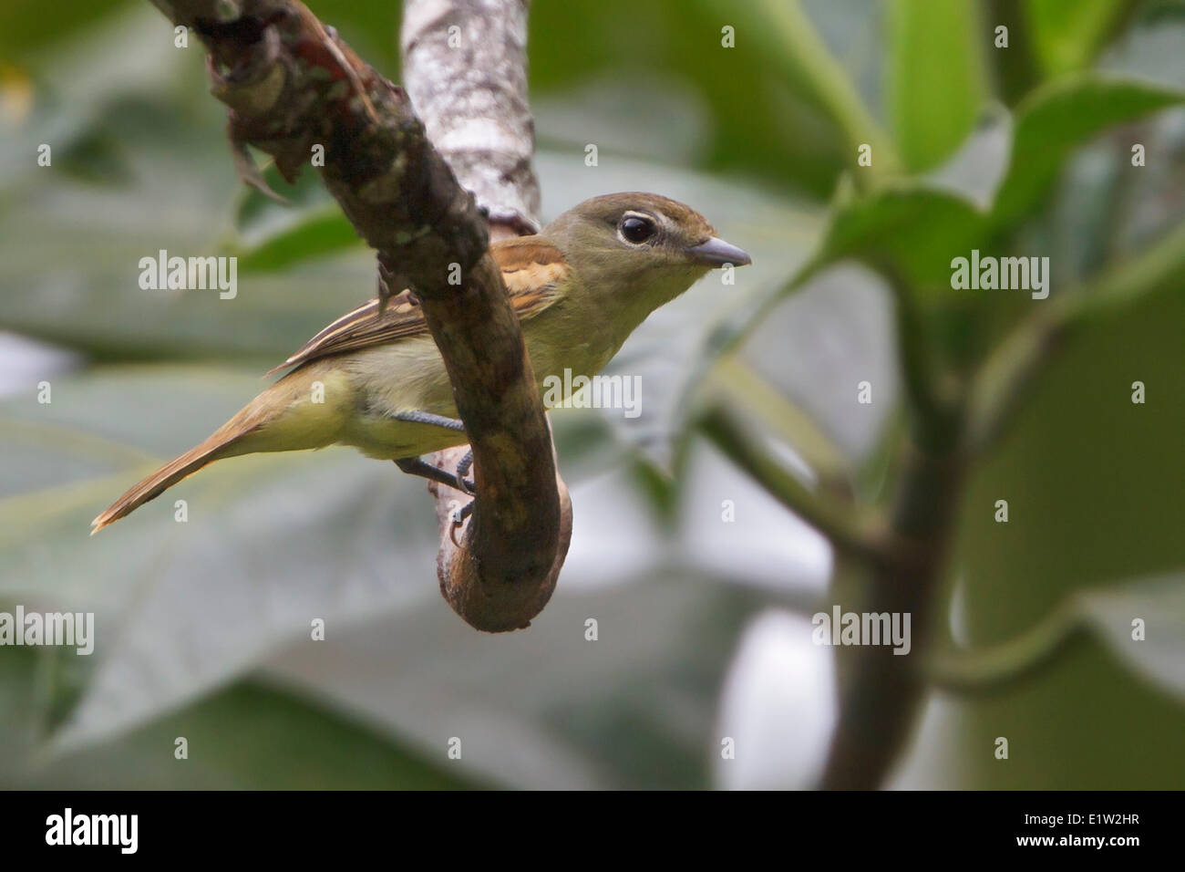 White winged becard hi-res stock photography and images - Alamy