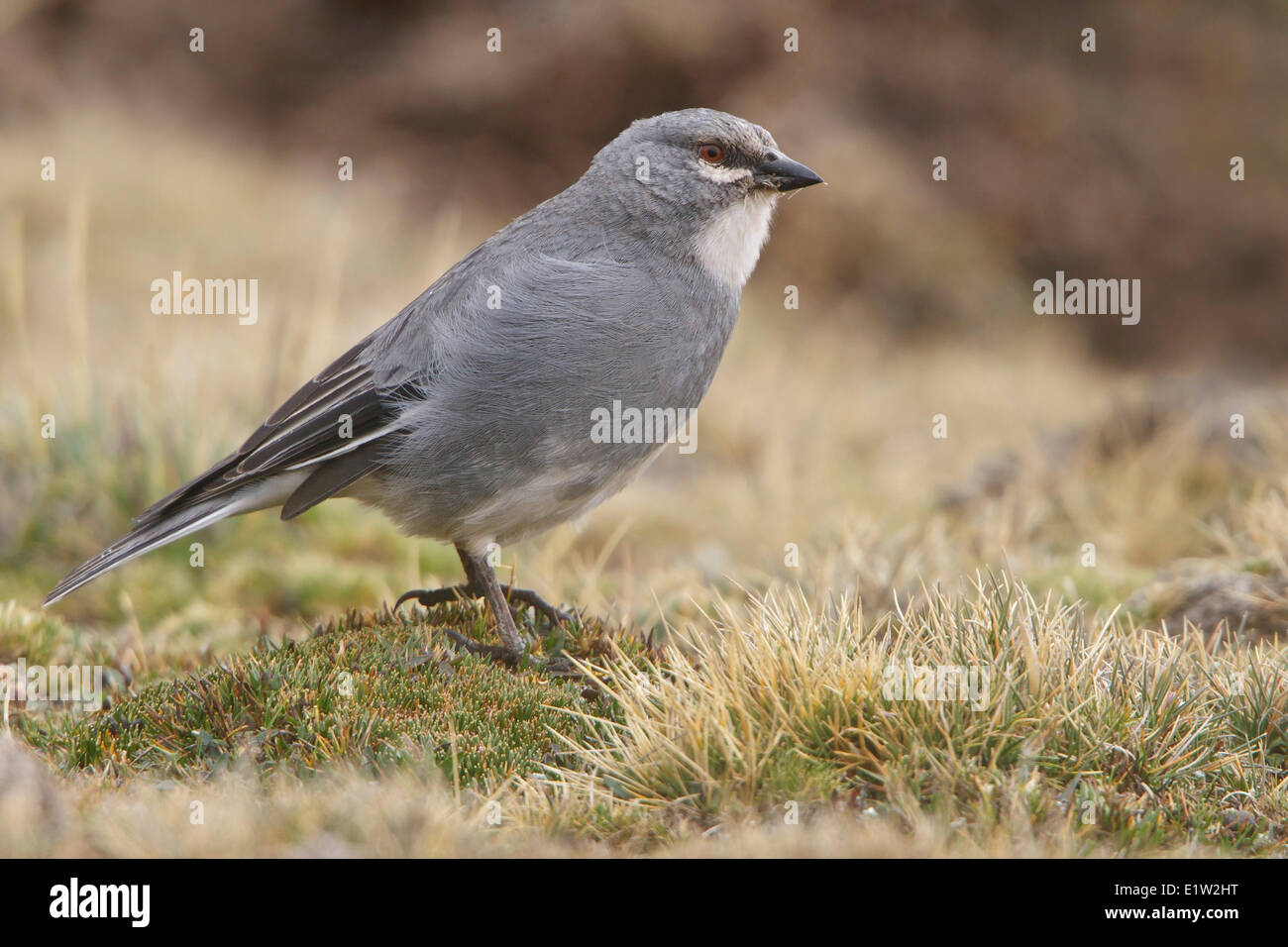 Speculifera hi-res stock photography and images - Alamy
