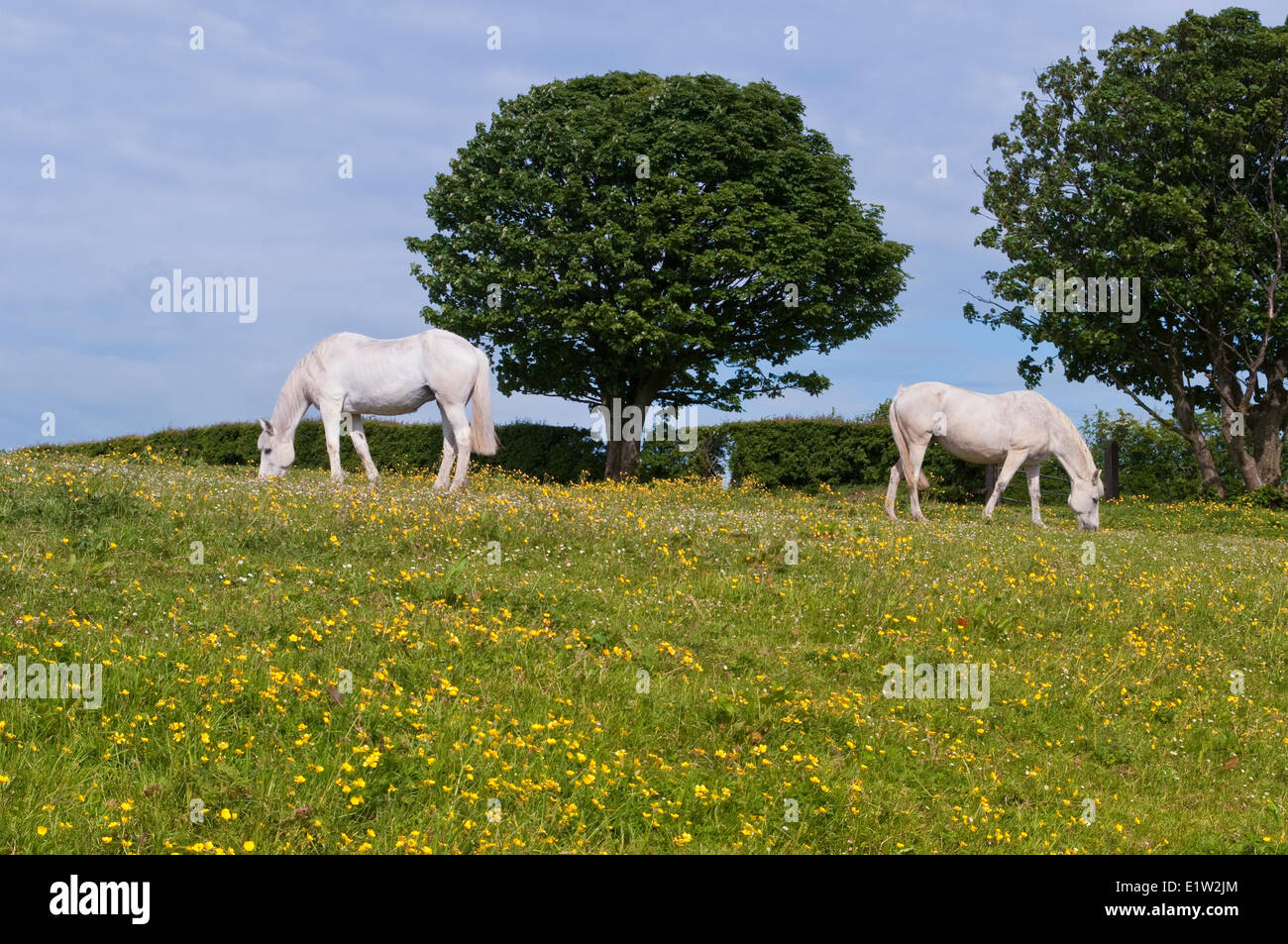 Irish horses at farm near Carrickfergus, Northern Ireland Stock Photo ...